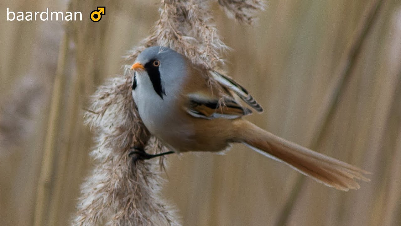 20230422 BAARDMAN (PANURUS BIARMICUS) - YouTube