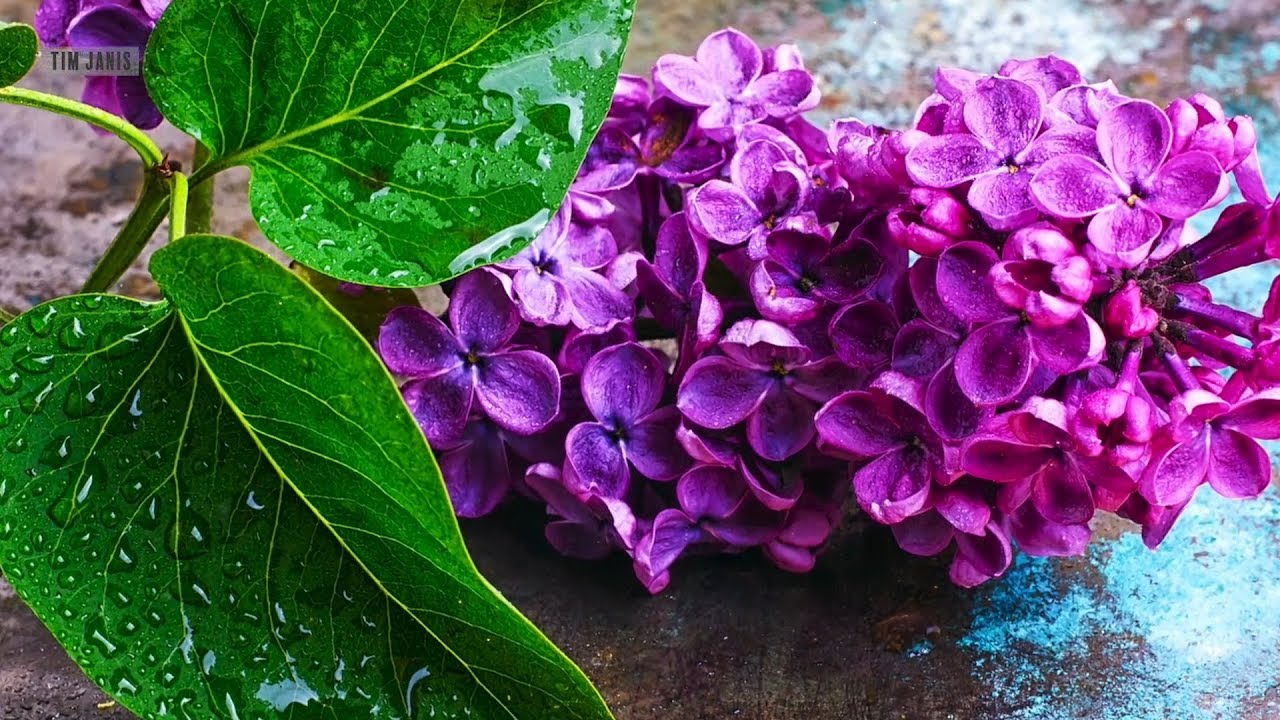 Peaceful Instrumental Music, Relaxing Instrumental Music "Golden Spring ...