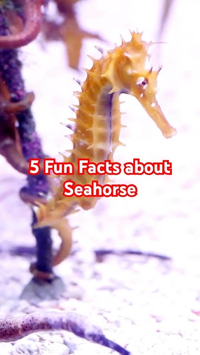 5 Fun Facts about Seahorses - YouTube