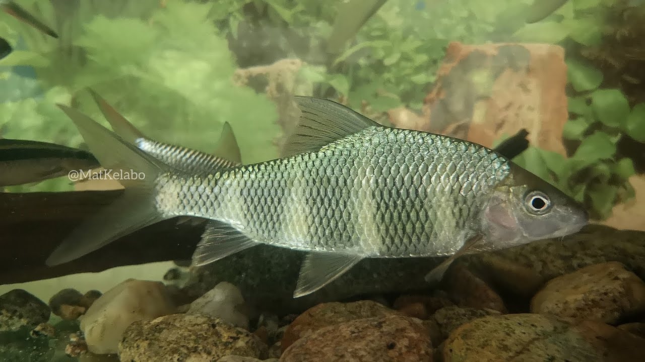 Acrossocheilus iridescens @ Bumblebee Barb (China) - YouTube