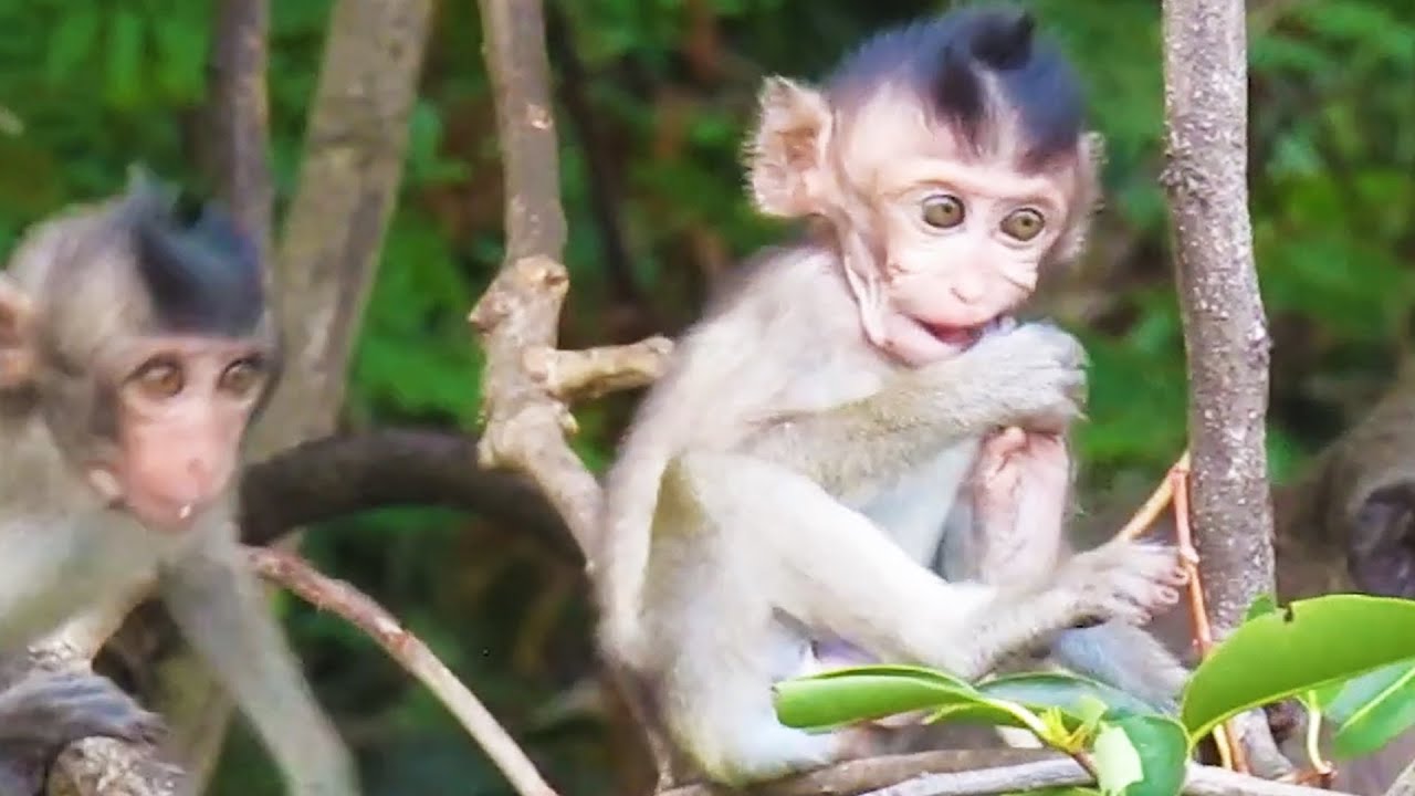 Daily life of cute baby monkey in their natural habitat - YouTube