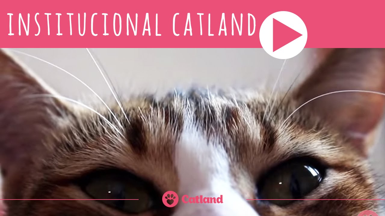 Catland - INSTITUCIONAL (2015) - YouTube