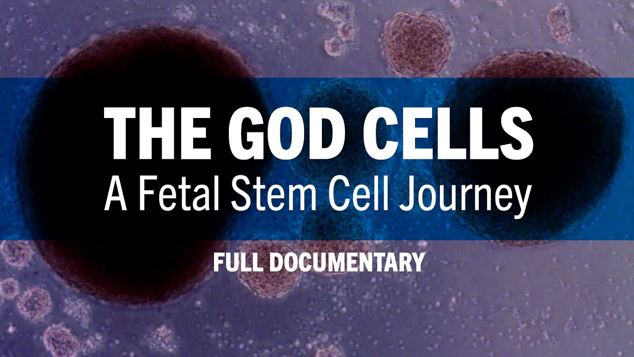 Fetal Stem Cells: The God Cells, A Fetal Stem Cell Journey | Questions ...