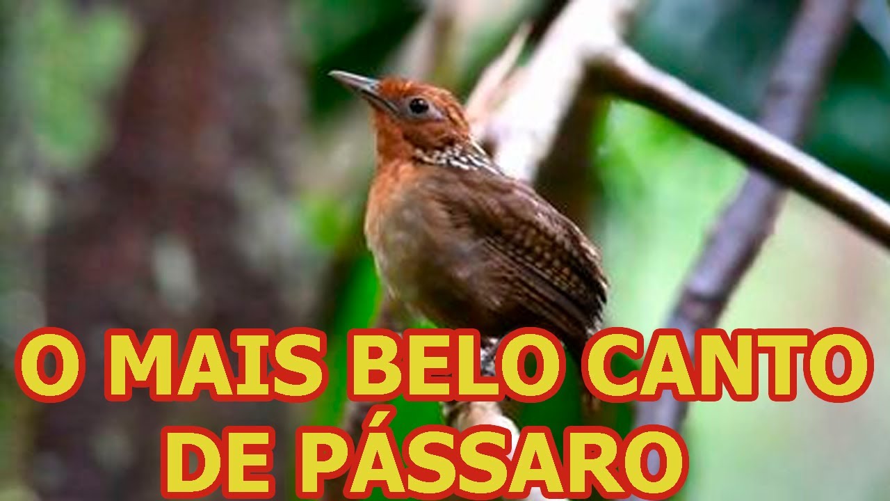 Canto do Uirapuru - O Canto de Pássaro MAIS BELO da Natureza - O ...