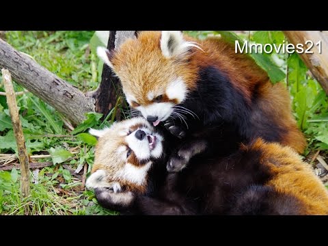 Red Panda Grooming,tenderly mom 優しいお母さんレッサーパンダ・ココ - YouTube