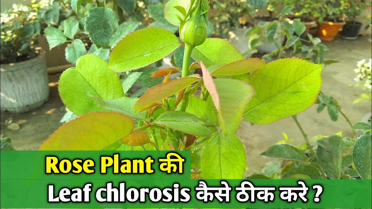Rose Plant की Leaf chlorosis कैसे ठीक करे ? How to solve leaf chlorosis ...