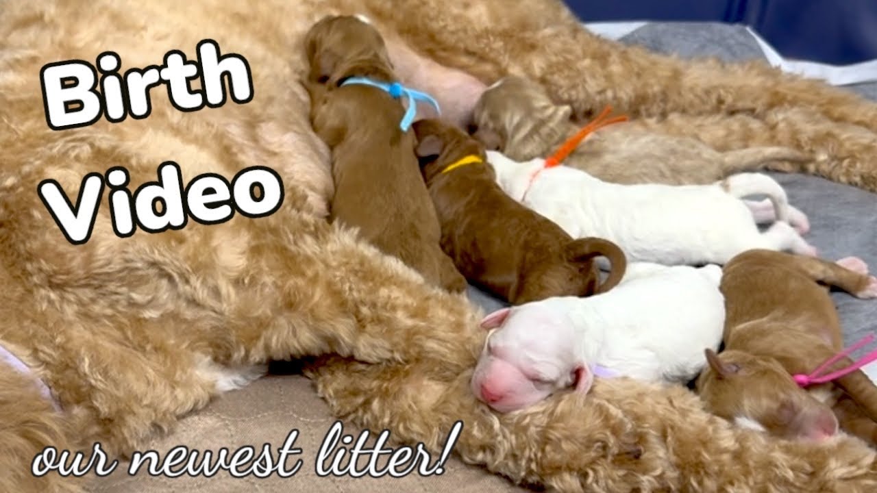 WARNING! MESSY BIRTH VIDEO of Our Newest Litter of Doodles being Born ...