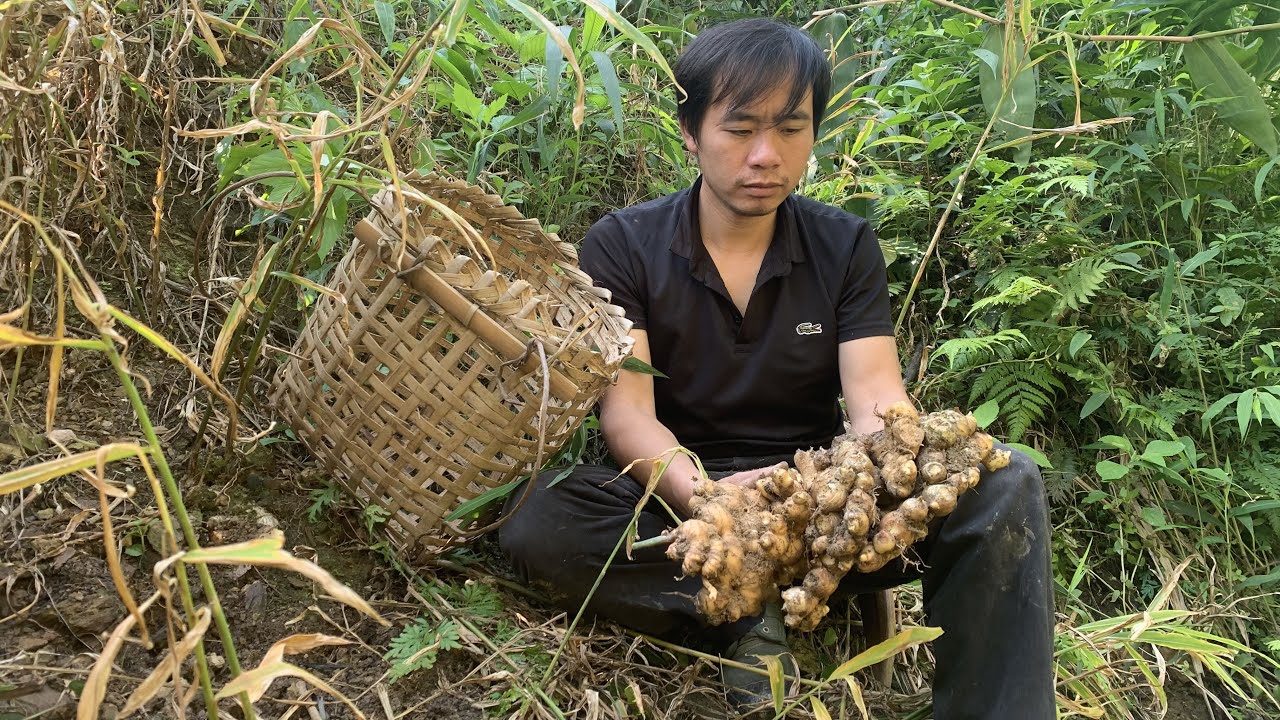 Survival instinct, wild alone, visiting ginger fields preparing to ...