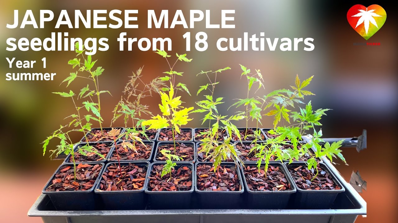 Japanese Maple seedlings from 18 different cultivars (year1, summer ...