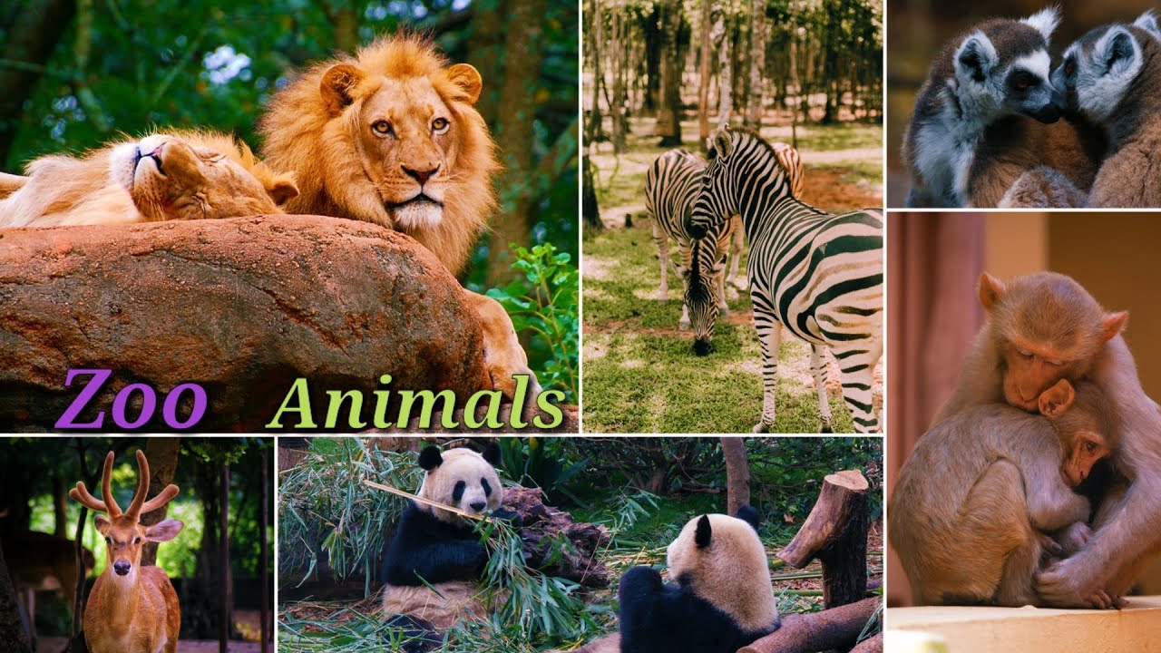 Feeding Time for Zoo Animals || Animal Points - YouTube