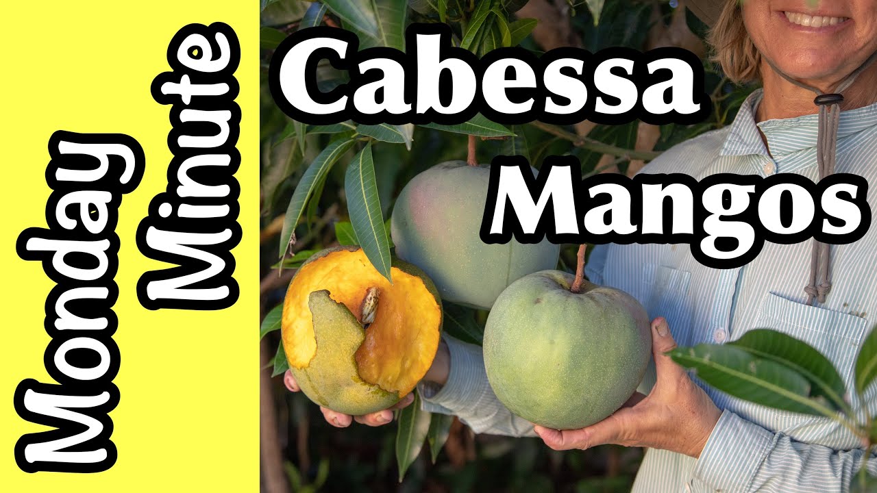 Monday Minute- 'Cabessa' Mangos! - YouTube