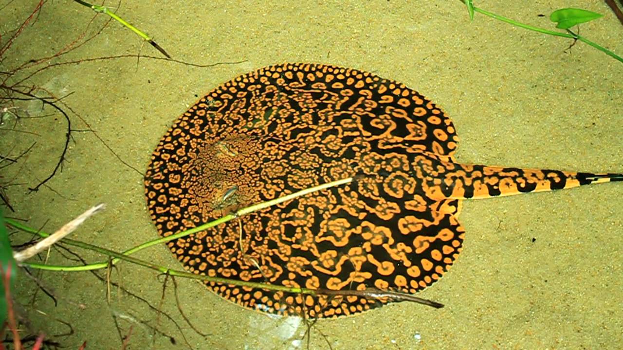 Tiger Freshwater Stingray at the Tennessee Aquarium in Chattanooga ...