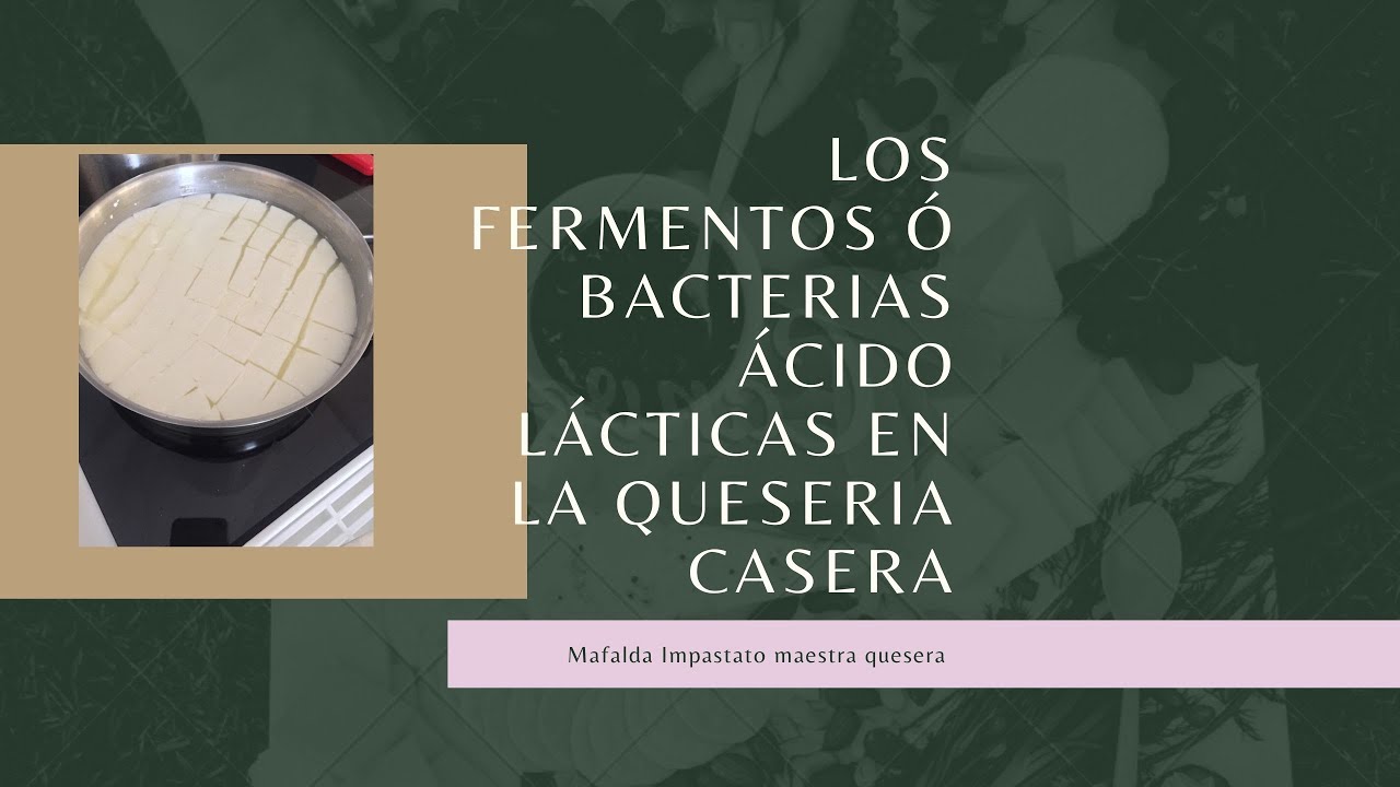 Los fermentos o bacterias ácido lácticas en la elaboración de quesos en ...