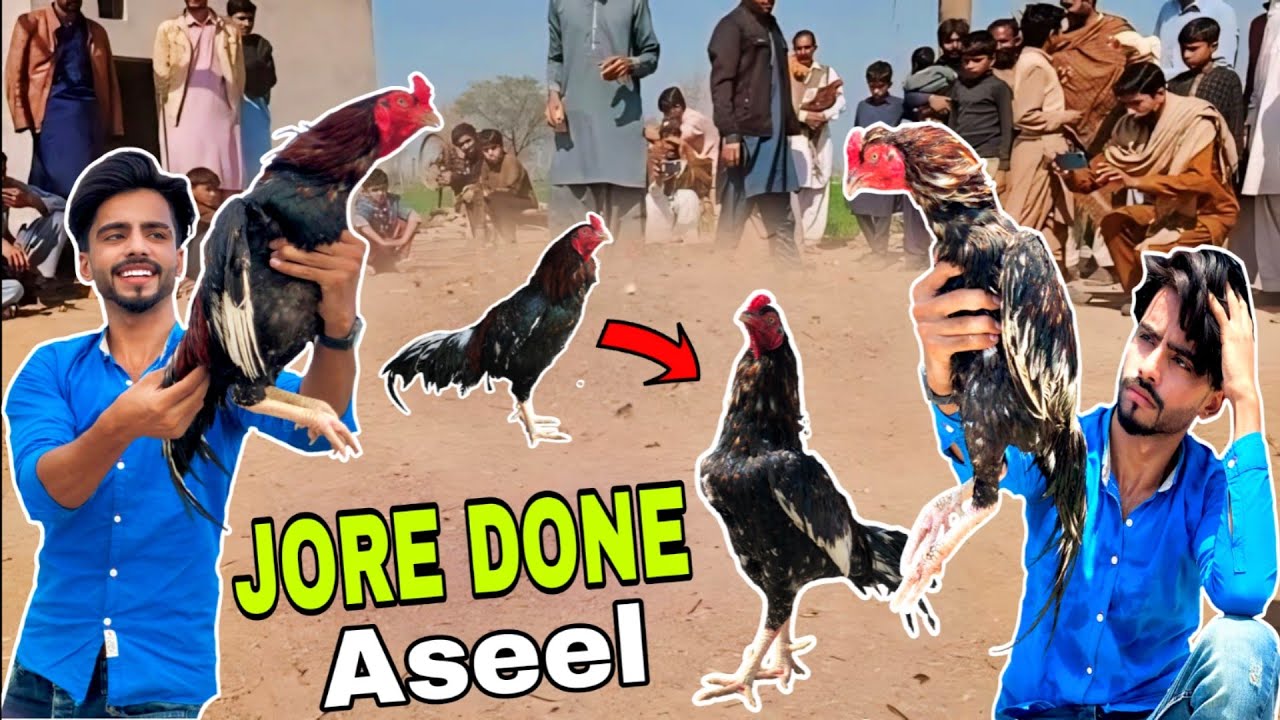 Lakha Murga Or Lakha Mushka 😱 Jore Done murge Amne Samne 🔥 - YouTube