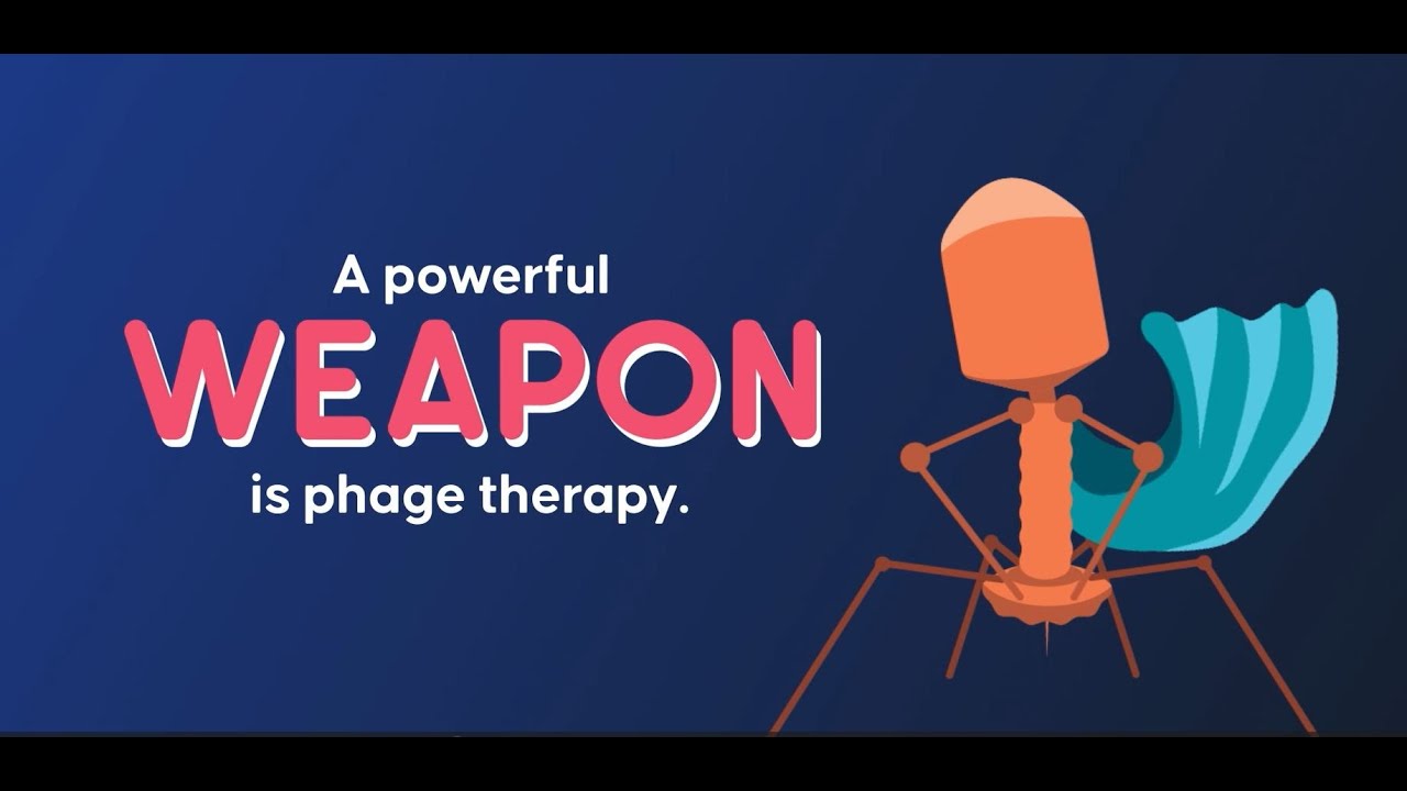 How phage therapy fights superbugs - YouTube