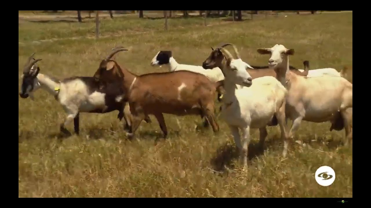 Explotación caprina: así ha ido incrementando esta actividad ganadera ...