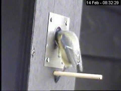 I'm Sure I Can Wiggle In - Blue Tit Nesting Box