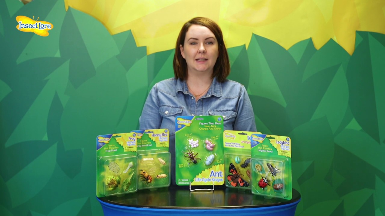 Insect Lore - Life Cycle Stages Collection - YouTube