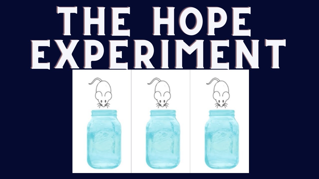 All About Hope (The Hope Experiment rats) - YouTube