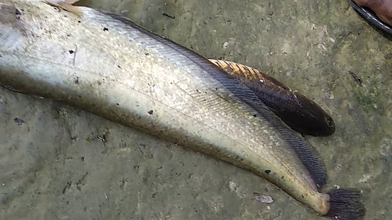 borali maass - YouTube