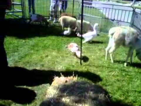 Giddy Up Ranch ~ Pony Rides and Petting Zoo - YouTube