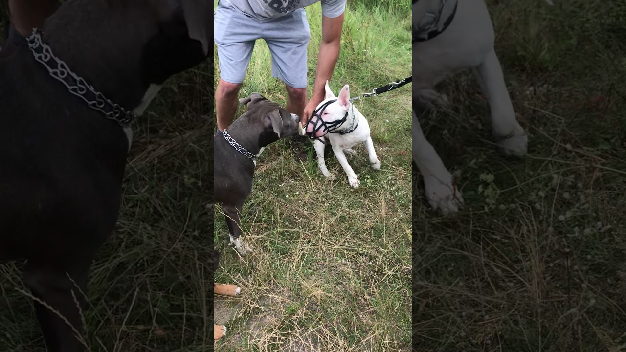 Pitt bull attacked bull terrier - YouTube