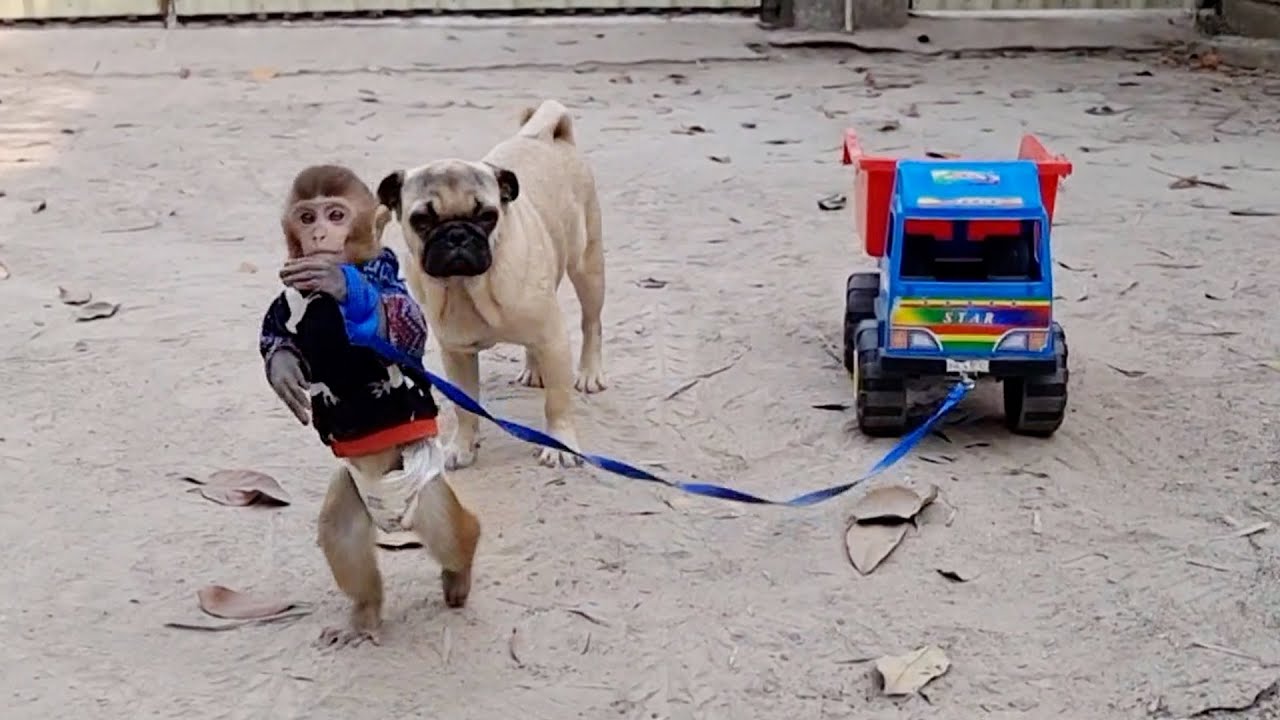 Cuet And Friendly Alex Rolling His Car Fing=ding Neighbor Friend ...