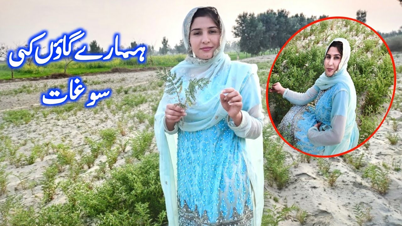 Aap Ne Yeh Pehlay Nahin Dekha Hoga | Jabeen Fatima | Today Video In ...