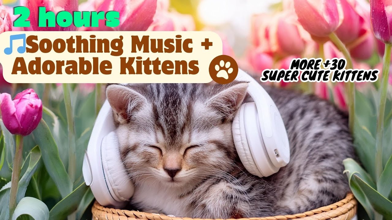 Relaxing Music with Adorable Kittens #kitten #kitty #cat #cute # ...