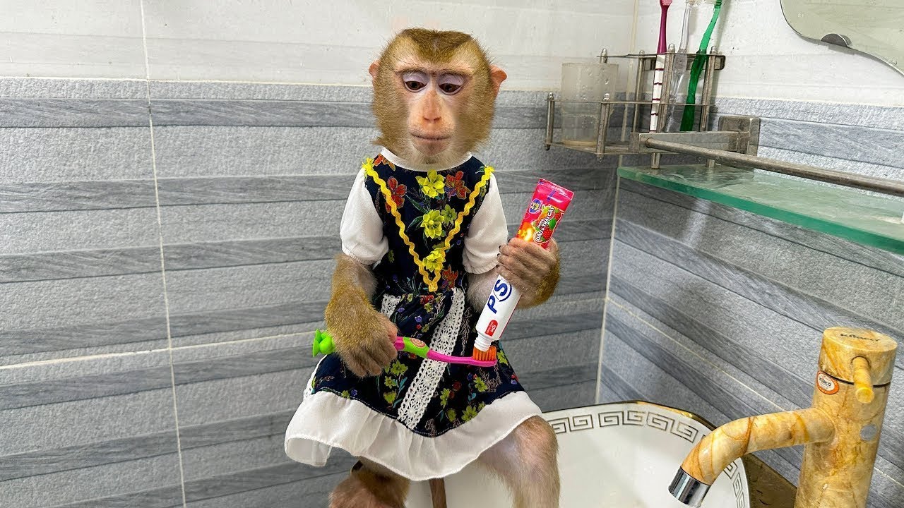 Monkey Kaka is so smart that he knows how to brush his teeth when he ...