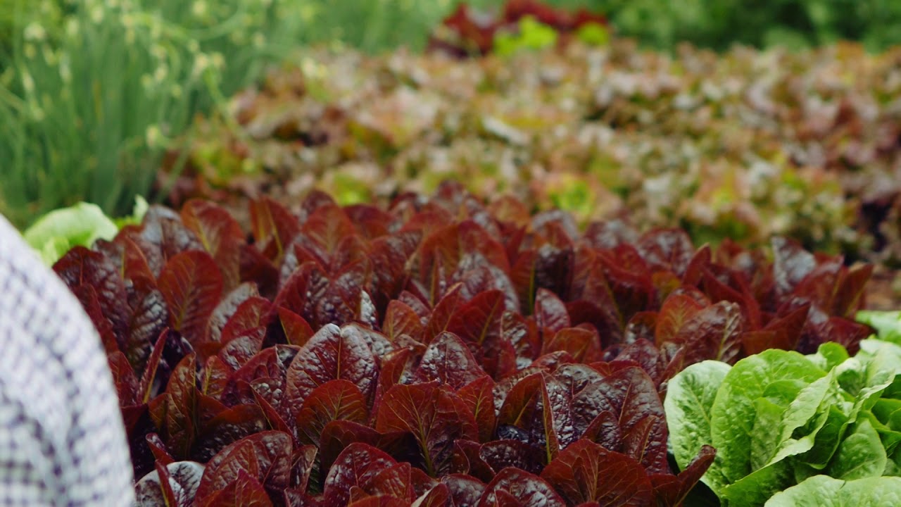 Art of Spring Greens Romaine & Red Sail Lettuce GS1808 - YouTube