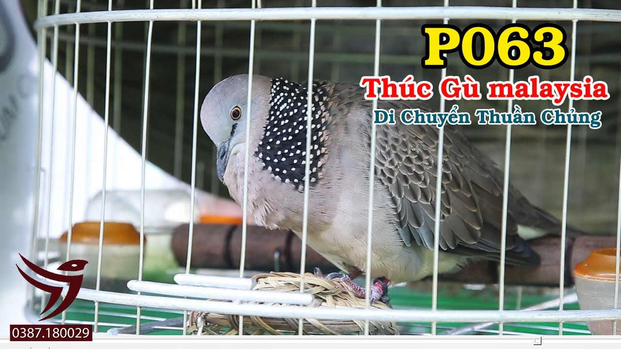 P063 Thúc Gù malaysia(Di Chuyển Thuần Chủng) - YouTube