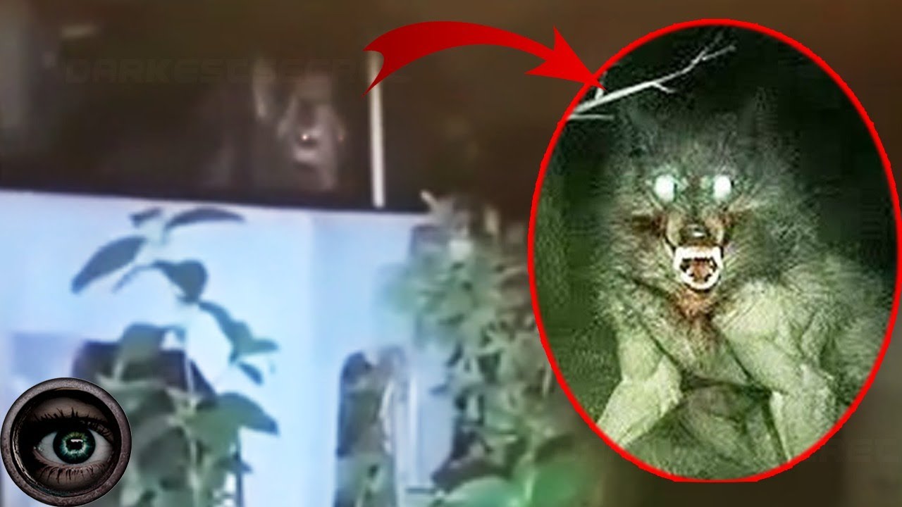 5 Werewolves Caught On Camera - YouTube