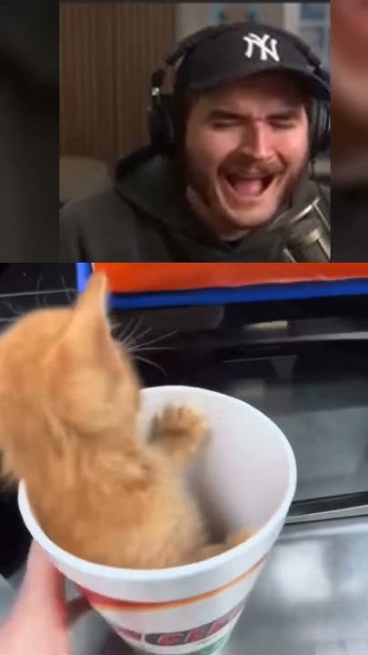 Schlatt Wraps A Cat - YouTube