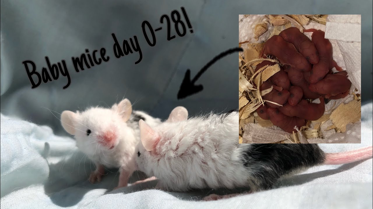 Baby Rex Fancy Mice Growing Up - YouTube