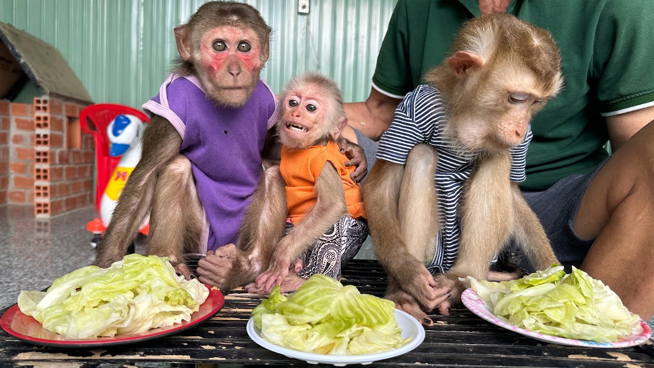 Monkey baby enjoys boiled cabbage with Sam & Asher - YouTube