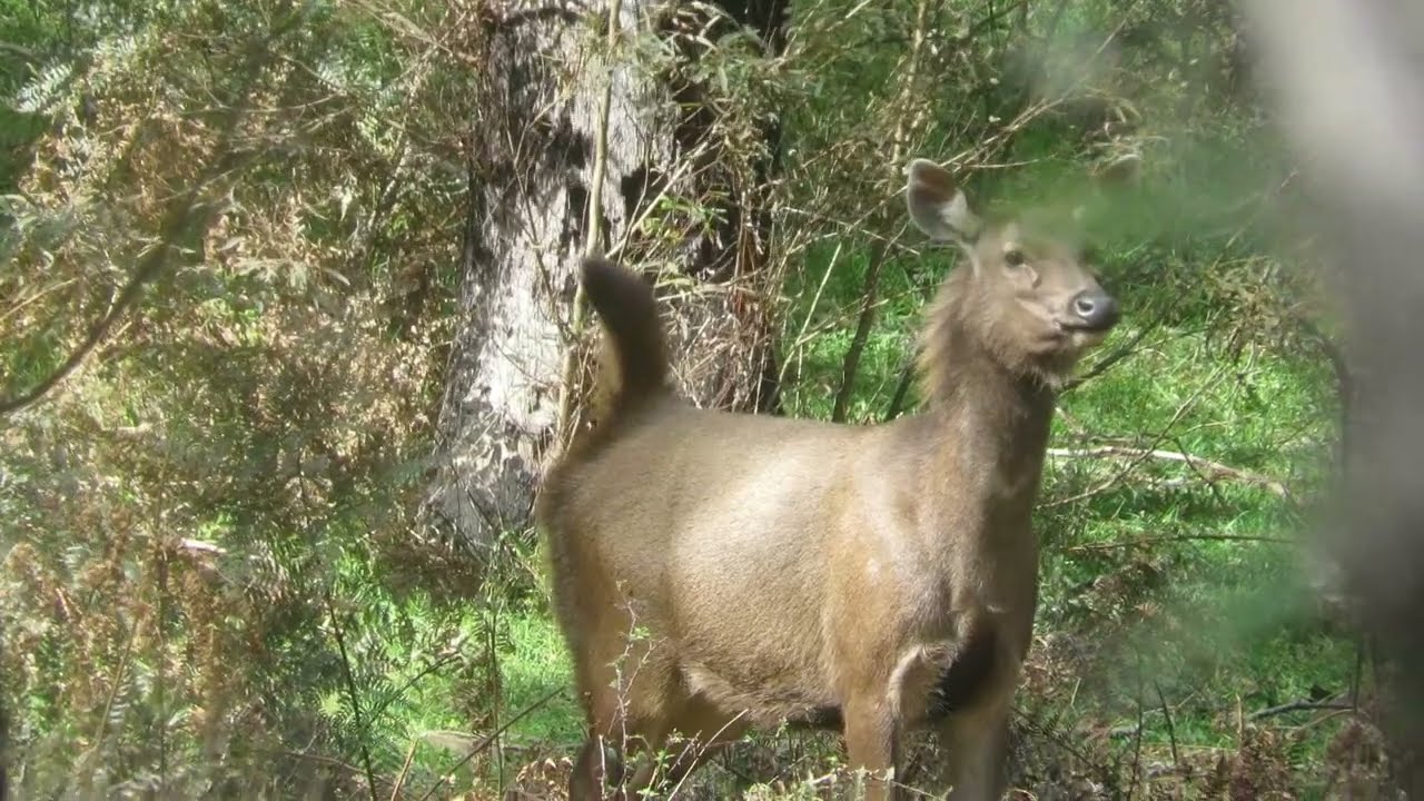 HDtv: Sambar Deer Up Close Alert Barking Victoria Australia - YouTube