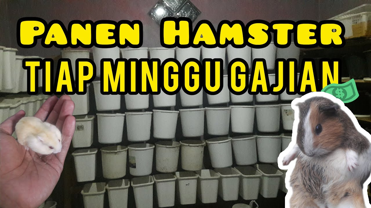 Panen Hamster 🐹,tiap minggu gajian🤑 | tips memisahkan anak hamster ...