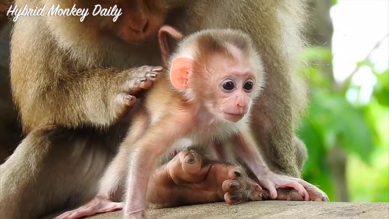 The Most Gorgeous Tiny Baby Albert Standing Up Looking So Adorable Let ...