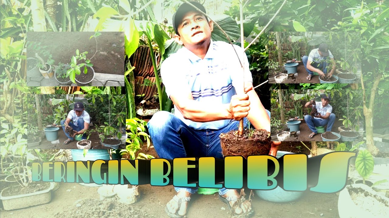 MENANAM BERINGIN IPRIK/PREH (ficus retusa) pohon perduh//perindang ...