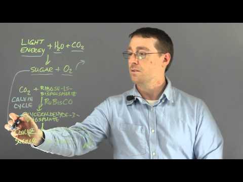 How Do Plants Capture And Store Energy