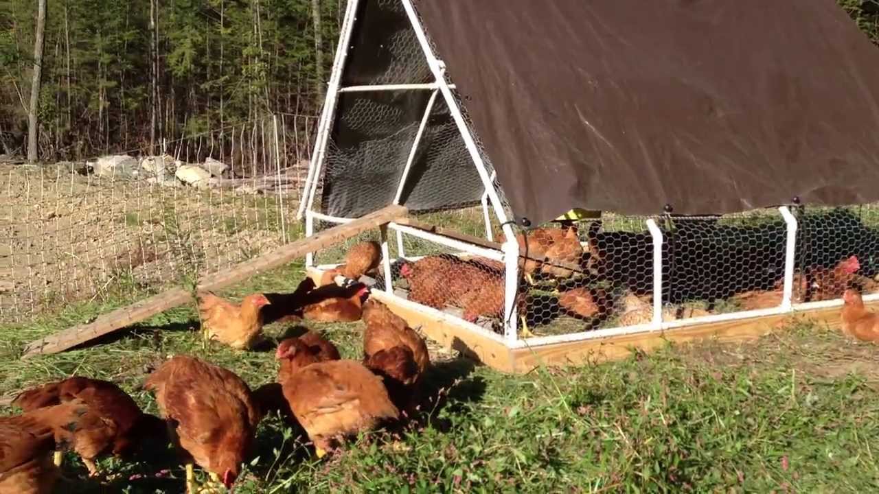 Freedom Ranger Chickens at 9 weeks - YouTube