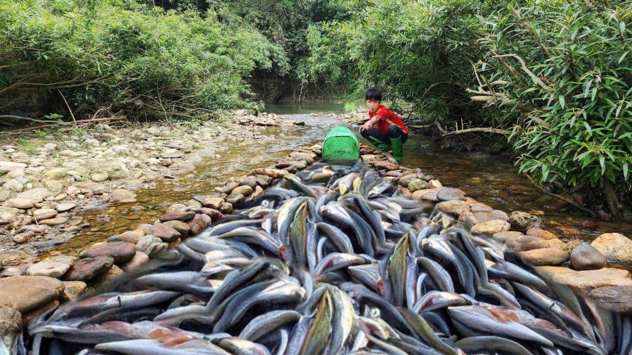 The boy Lam set the green fish trap in the stream and caught a lot of ...