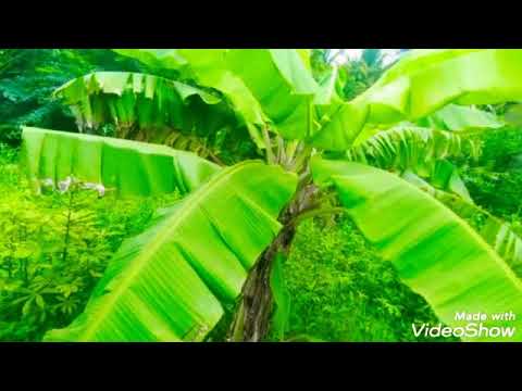 Vazhai maram . - YouTube