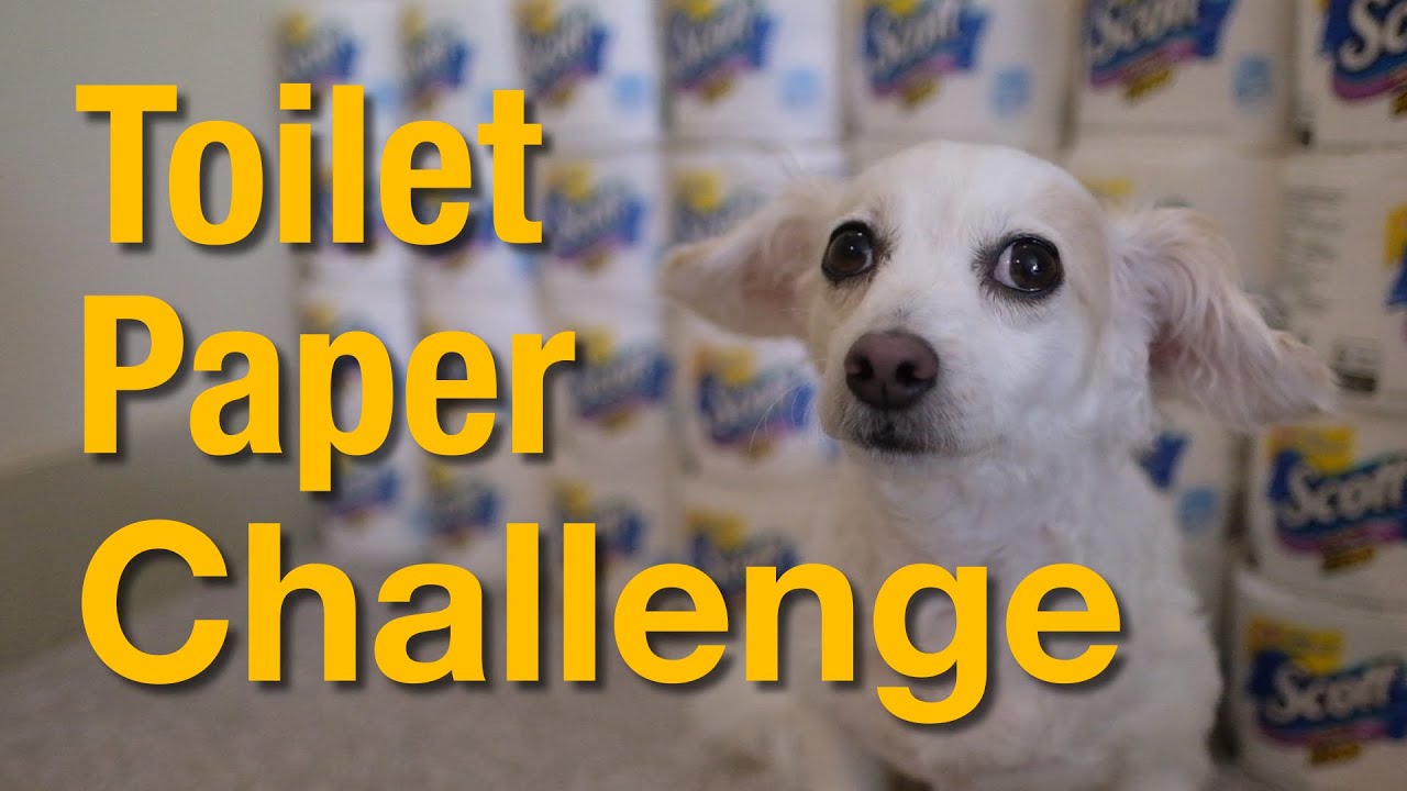 Toilet Paper Challenge with LunaTuna! - YouTube