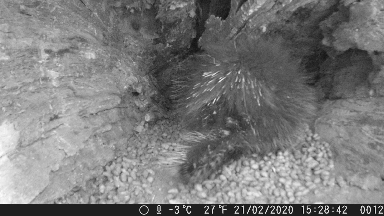 Porcupine entering den 2-21-20 - YouTube