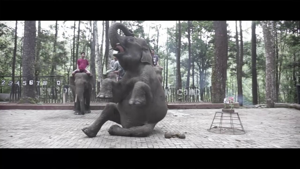 Kenalan dengan Gajah Sumatera di Aek Nauli Elephants Conservation Camp ...