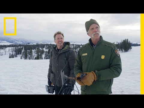 Auf den Spuren des Grauwolfs im Yellowstone | Explorer