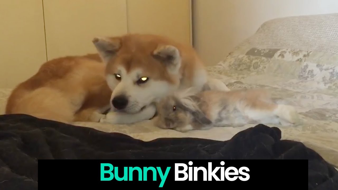 Bunny Binkies: Cute and Funny Bunny Compilation - YouTube