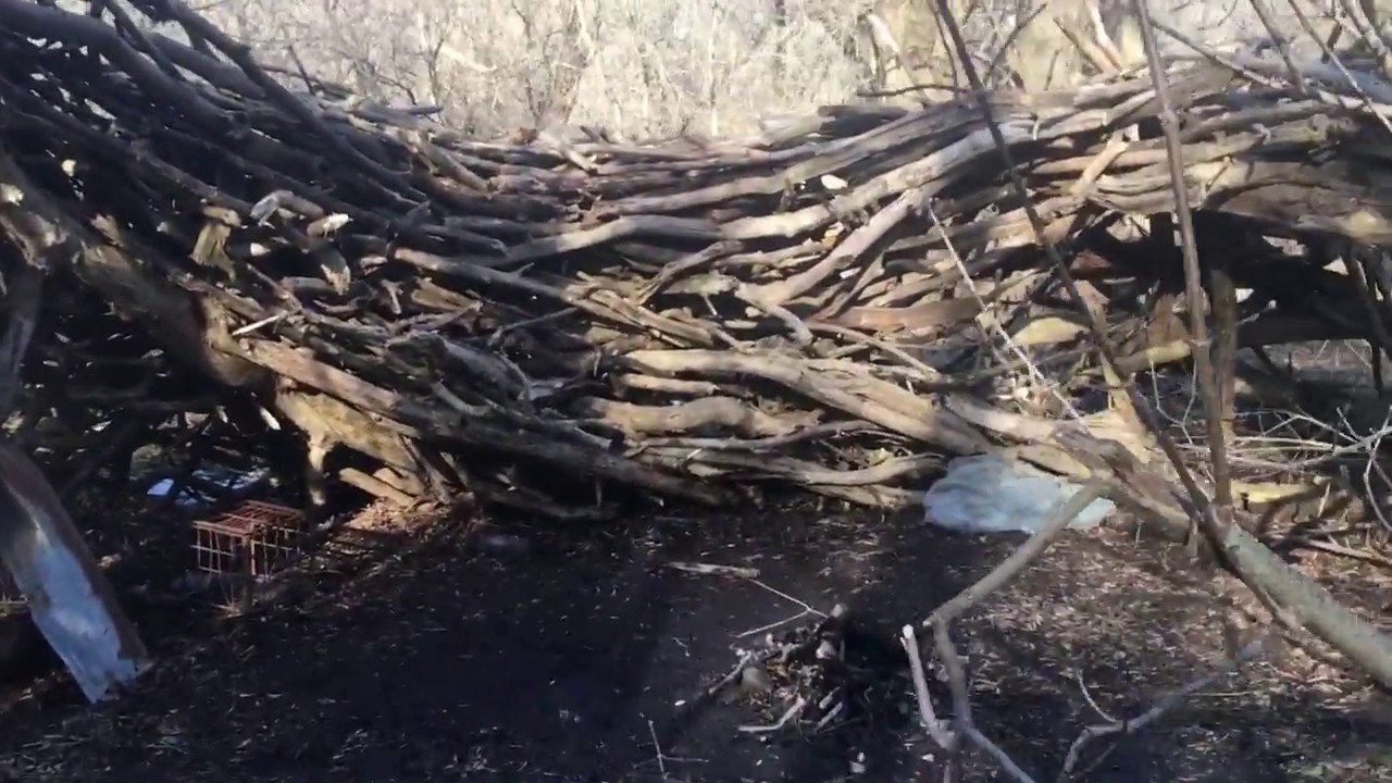 Massive Arched Bird Nest Structure - YouTube
